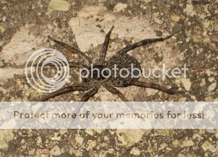 The coolest spiders are covered in spiders > General Discussion > AR15.COM