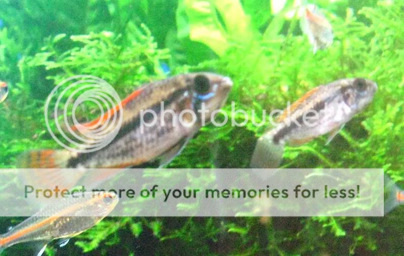 Juvenile Apistogramma cacatuoides "triple red"