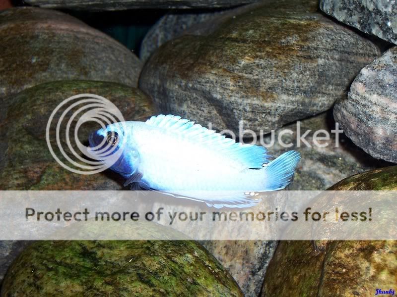 Rethinking my tank....all male? | Cichlid Fish Forum