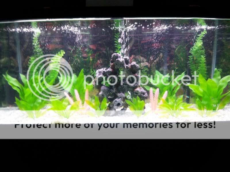 My 75 gallon discus tank | The Planted Tank Forum