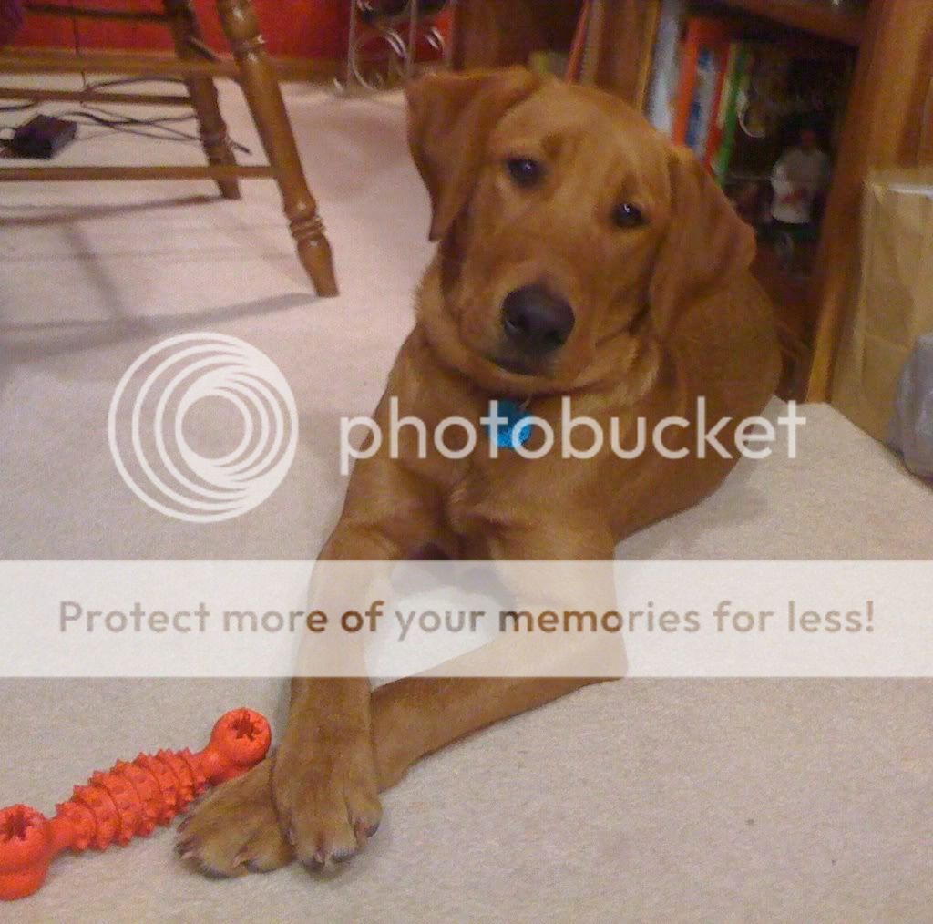 Fox Red lab | TexAgs