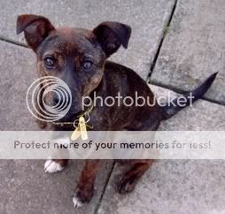 Staffy X lurcher? Whippet? Staffy at all?