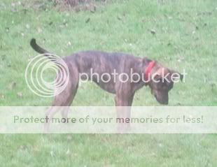 Staffy X lurcher? Whippet? Staffy at all?